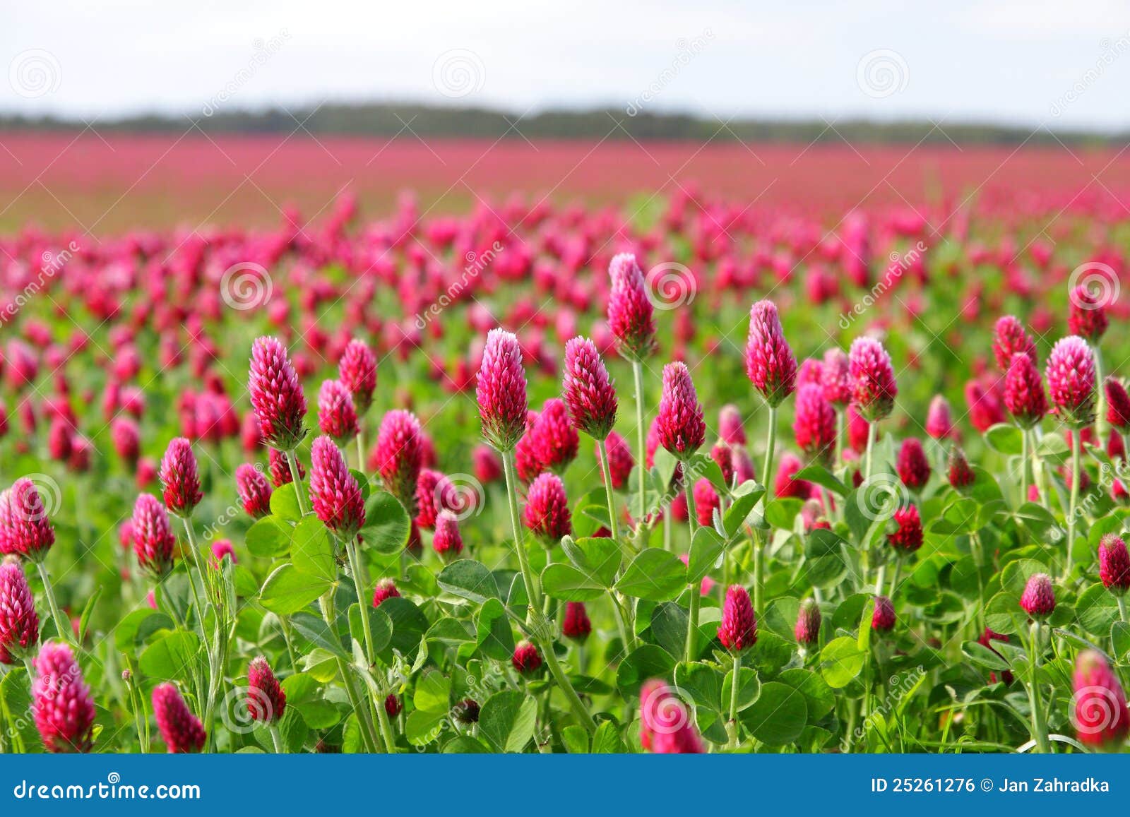 Blooming red clover stock photo. Image of colorful, pasture - 25261276