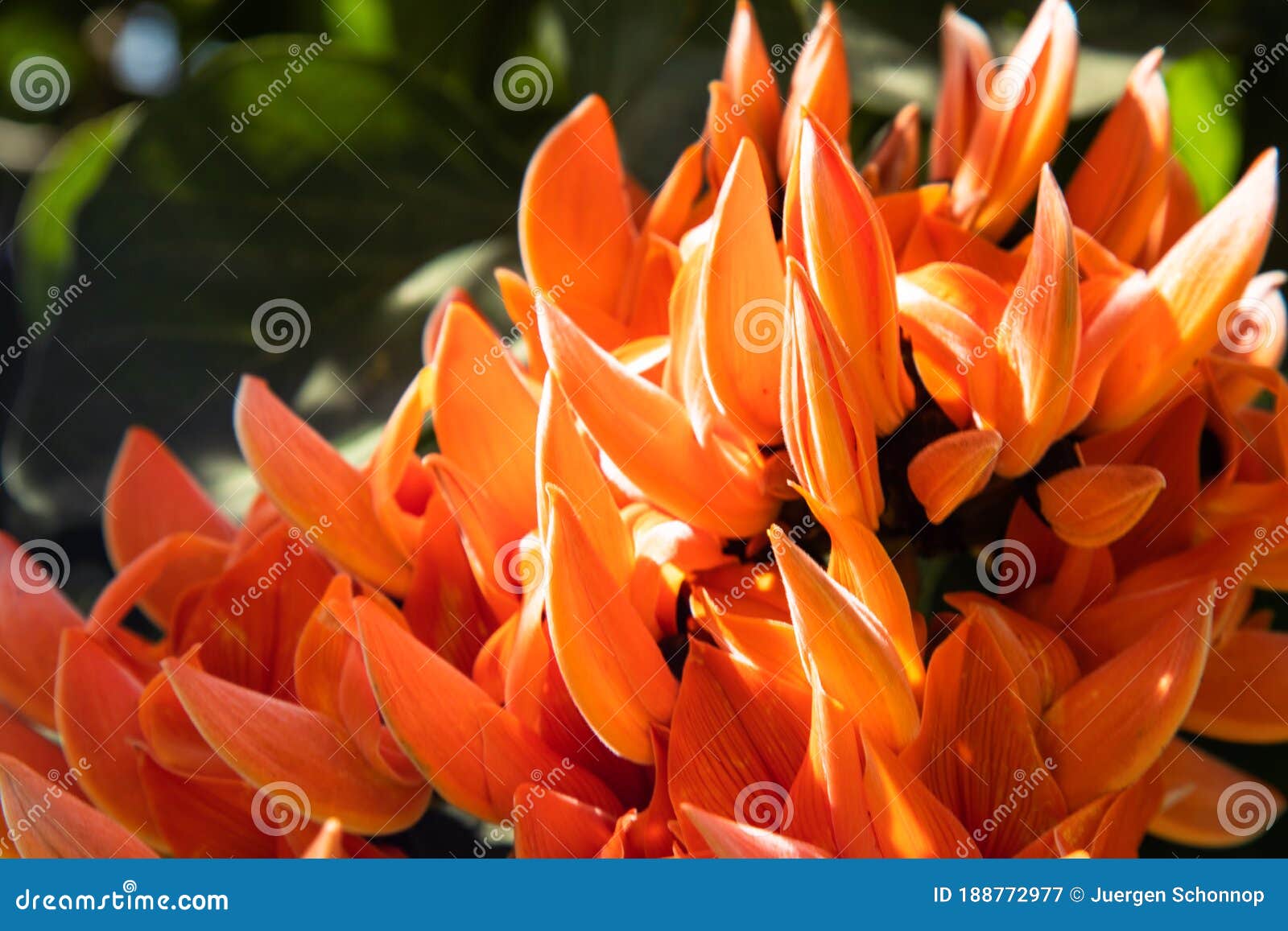 Blooming red coral tree stock image. Image of nature - 188772977