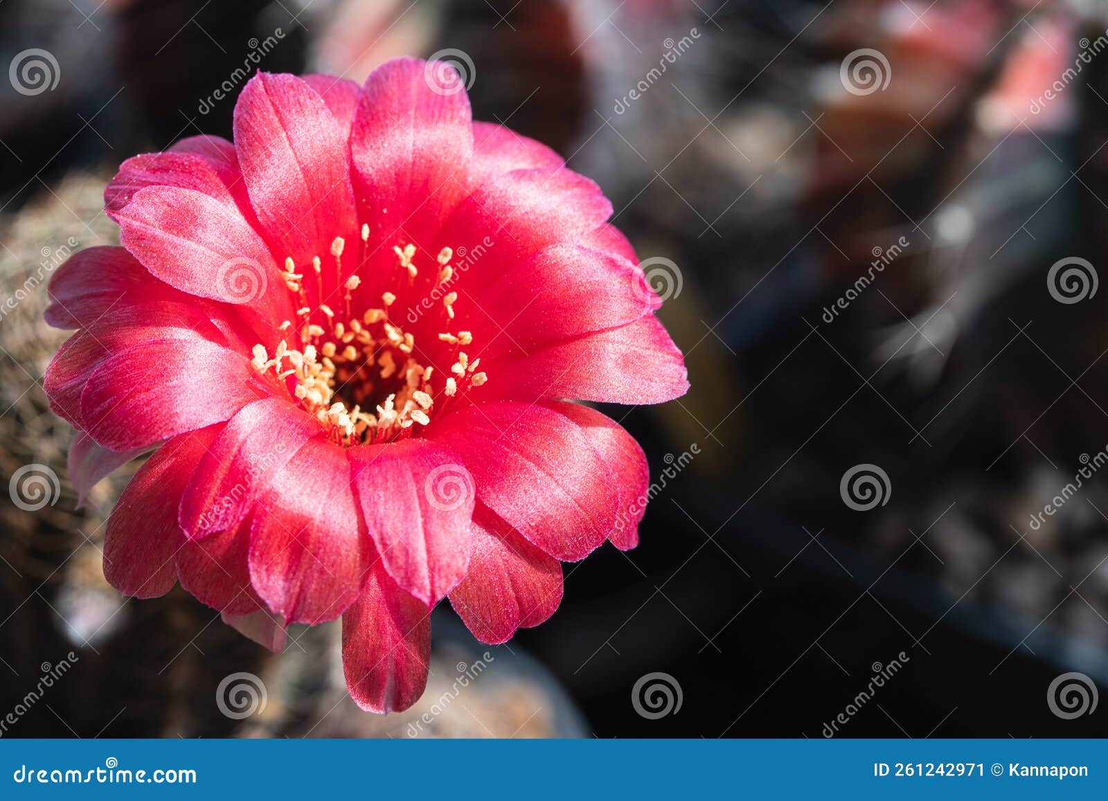 Blooming Red Flower of Lobivia Cactus. Macro Concept Stock Image ...