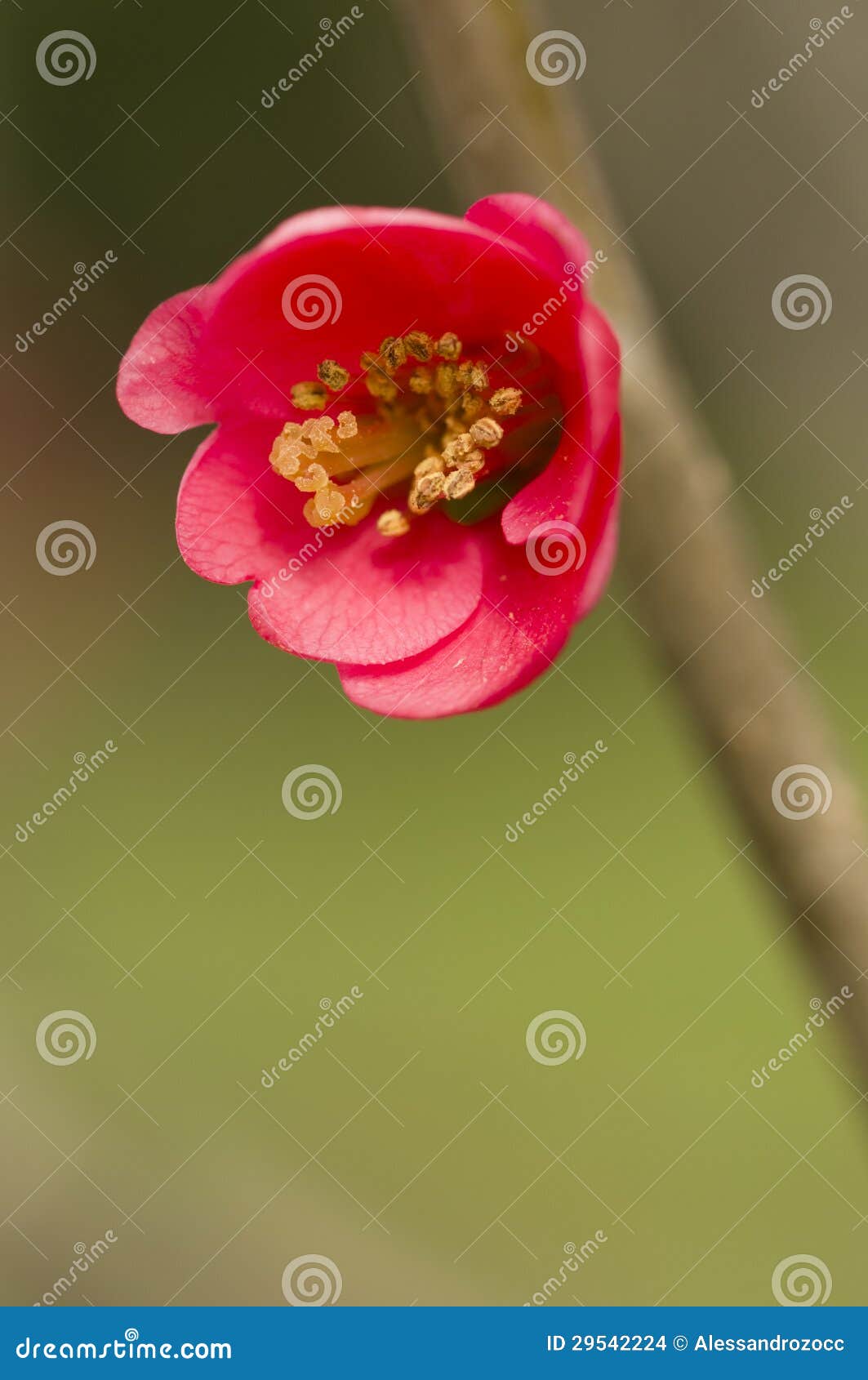 Blooming Red flowers stock photo. Image of fresh, closeup - 29542224