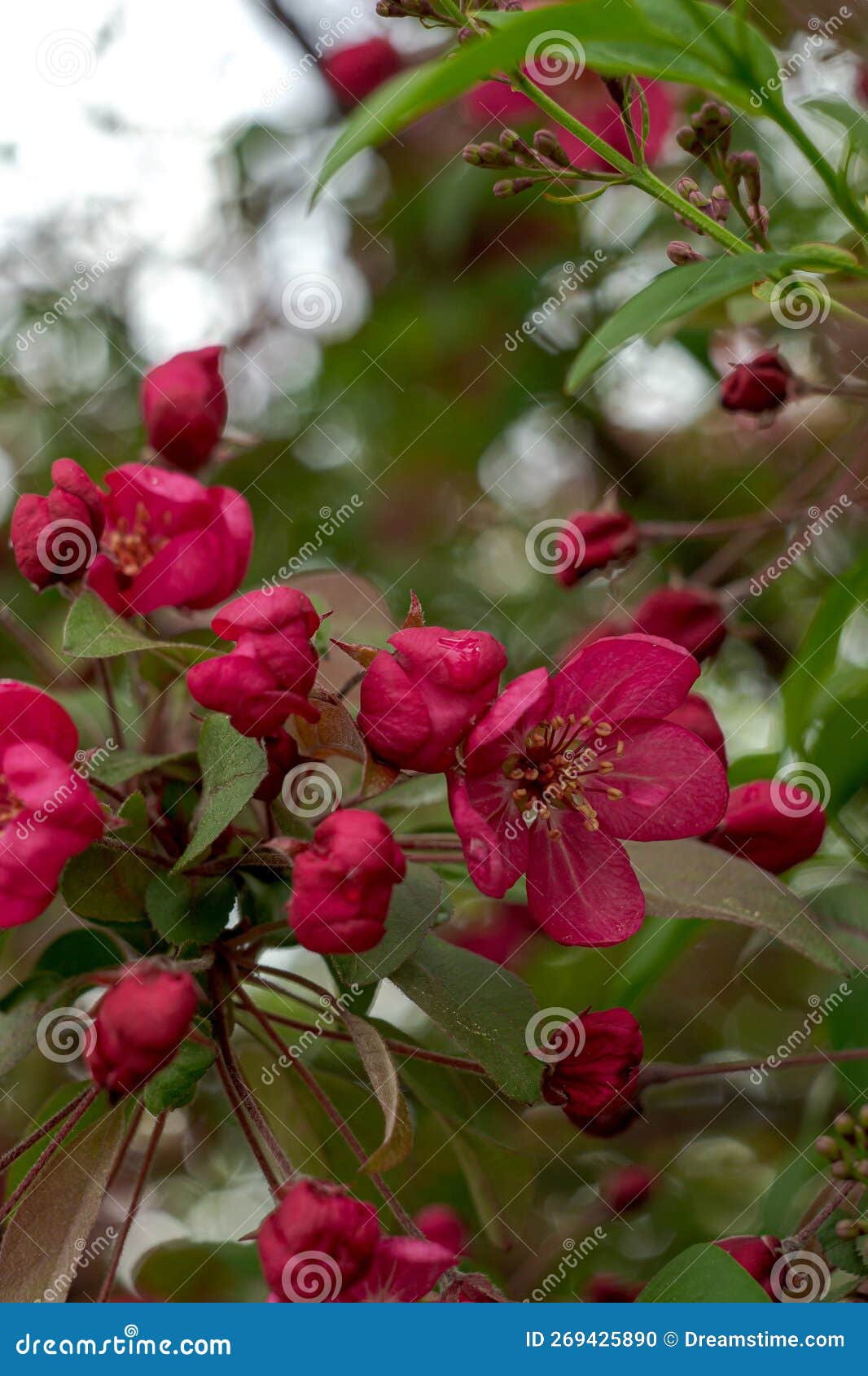 Blooming Red Flowers of Scarlet Apple Tree on a Tree Branch Stock Photo ...