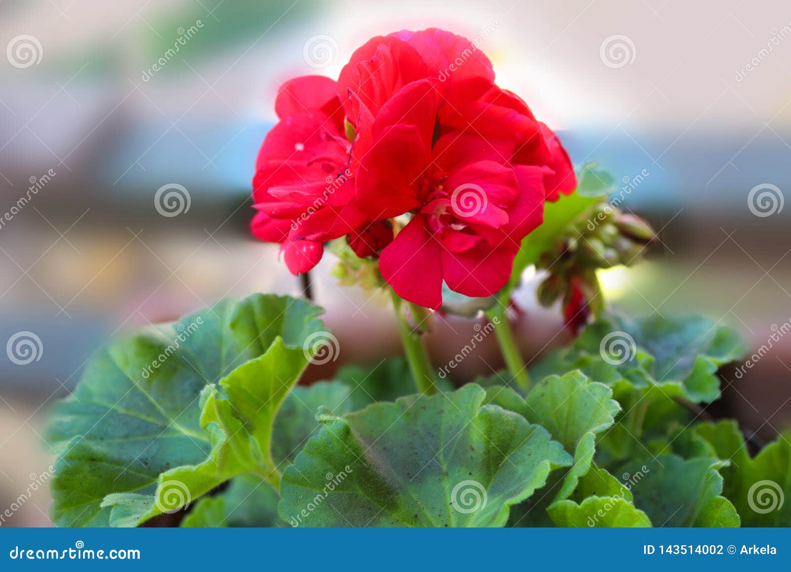 Blooming red geranium stock photo. Image of blossom - 143514002