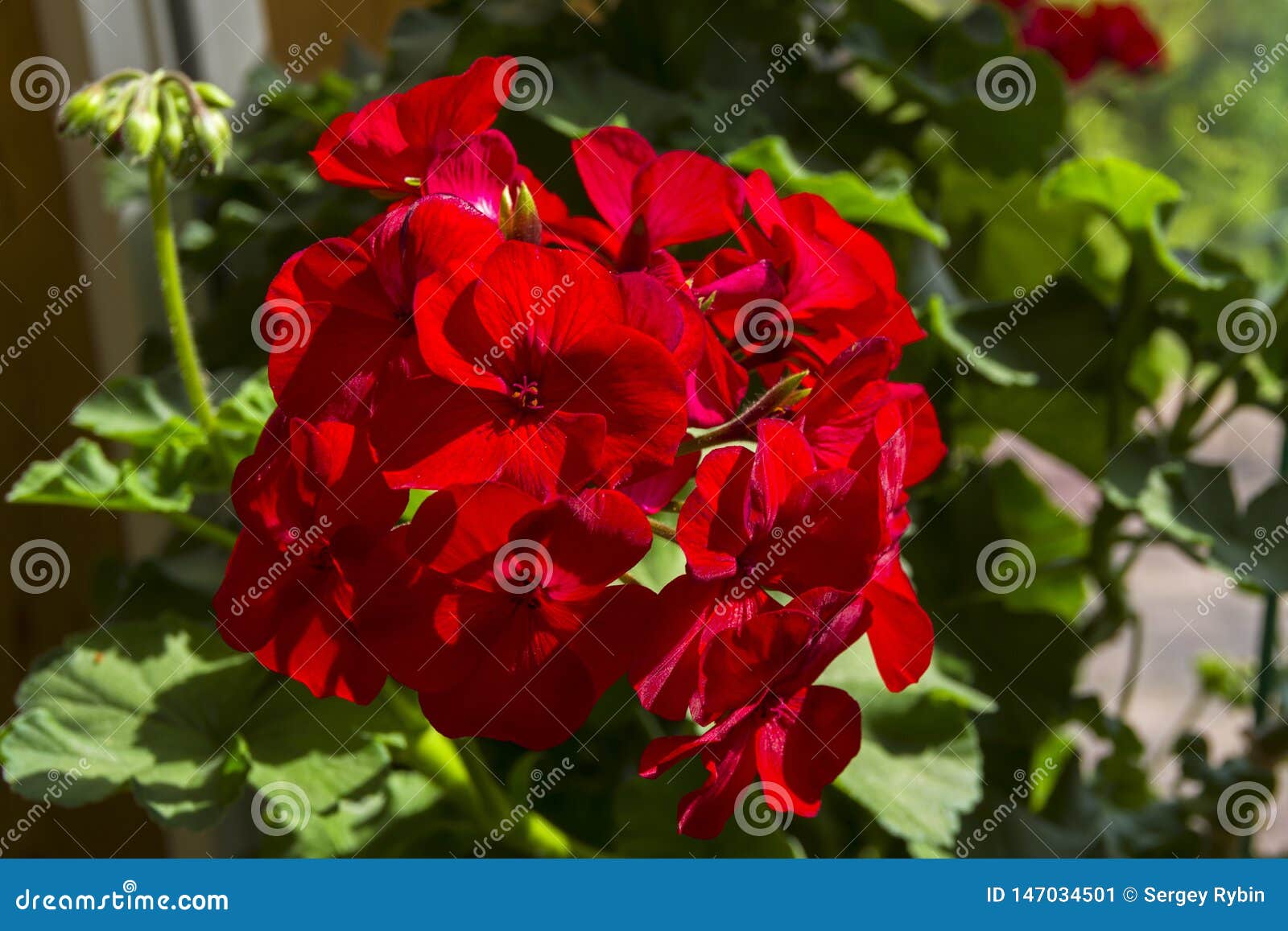 Blooming red geranium stock image. Image of cranesbill - 147034501
