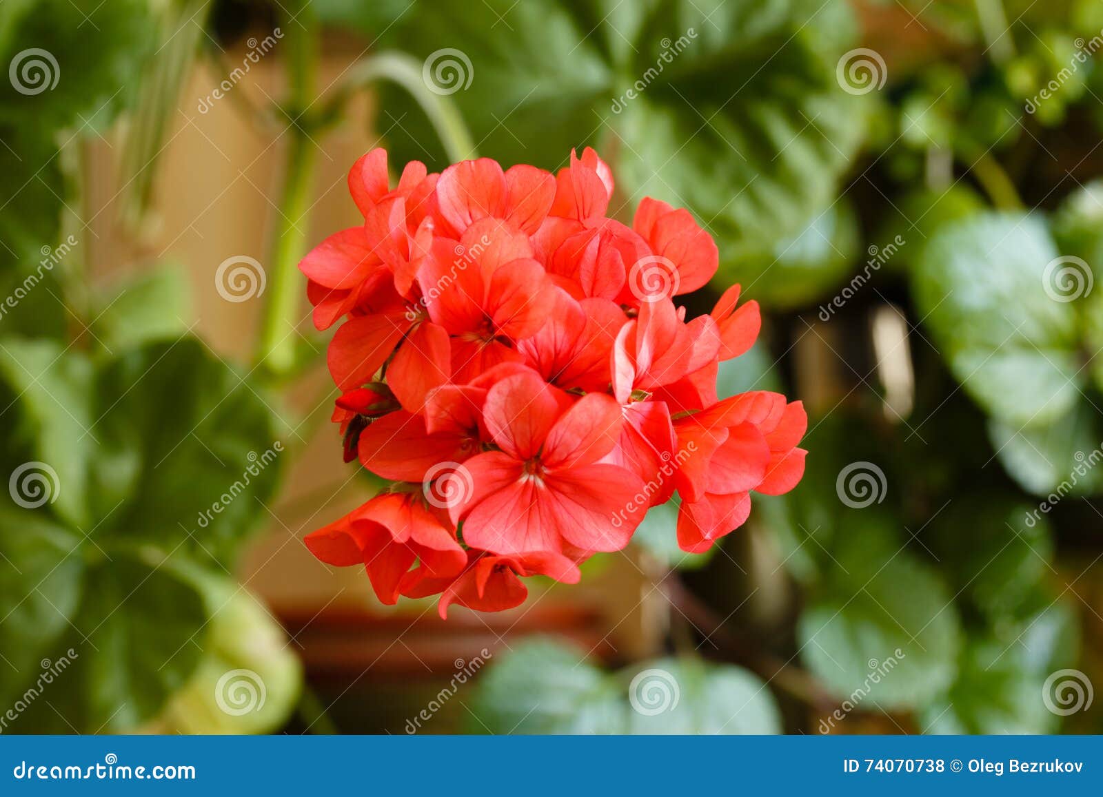 Blooming Red Geraniums on a Background of Green Foliage Stock Photo ...