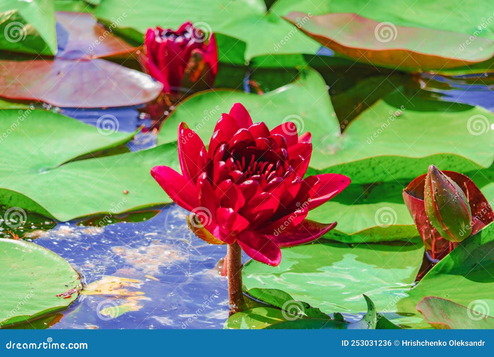 Blooming Red Lilies in the Pond Stock Photo - Image of flower, lilies ...
