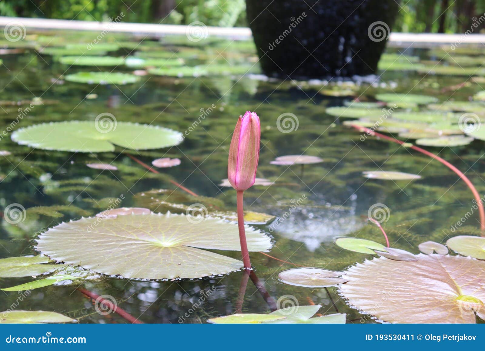 Blooming Red Lotus in the Pond Stock Image - Image of peaceful, stone ...