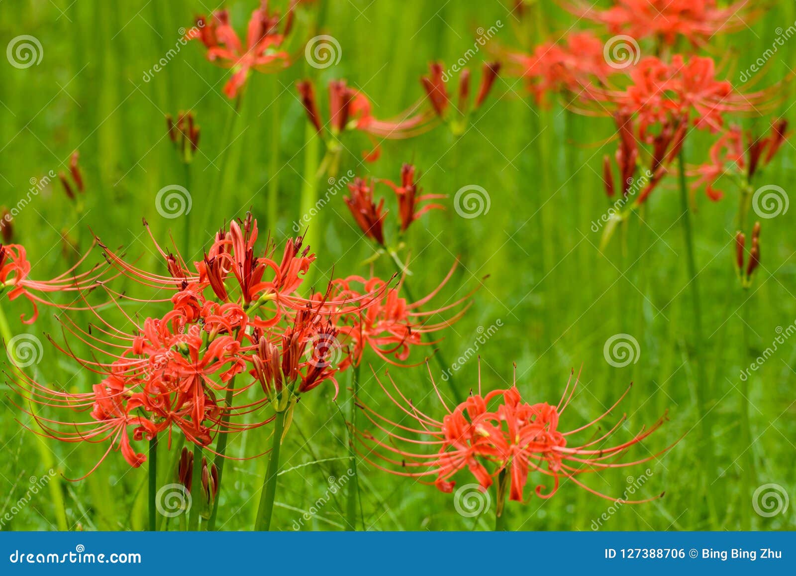 Blooming Red Lycoris Radiata Stock Photo - Image of large, poisonous ...