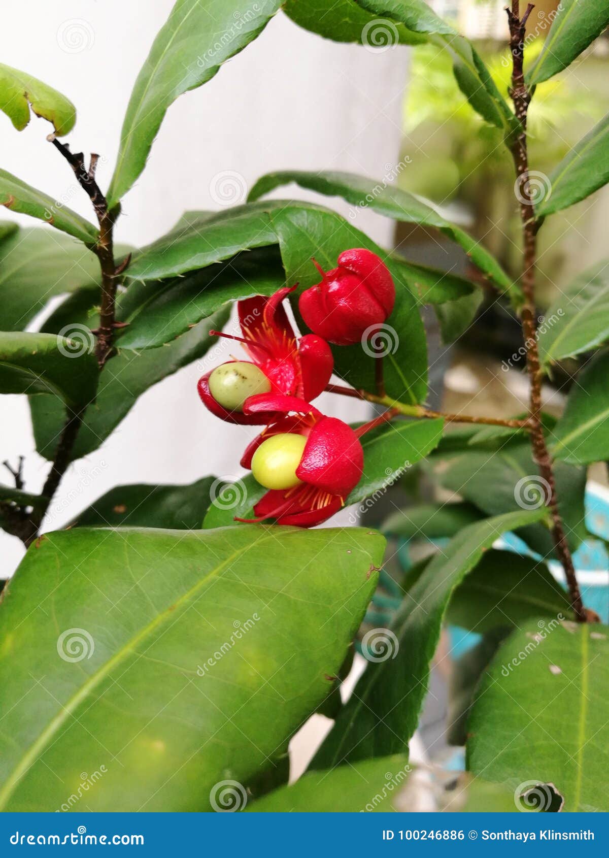 Mickey mouse flowers stock photo. Image of blossom, garden - 100246886