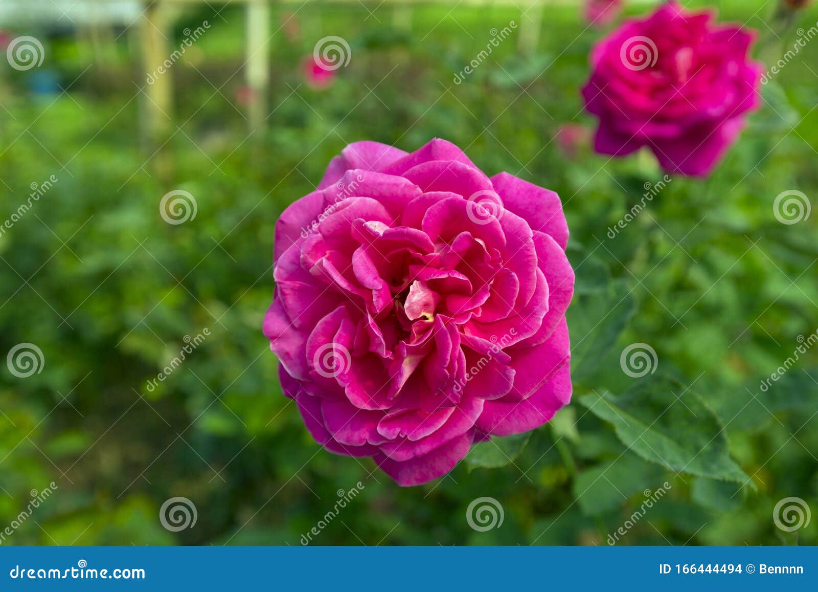 Blooming Red Mon Cheri Rose Stock Photo - Image of nature, floral ...