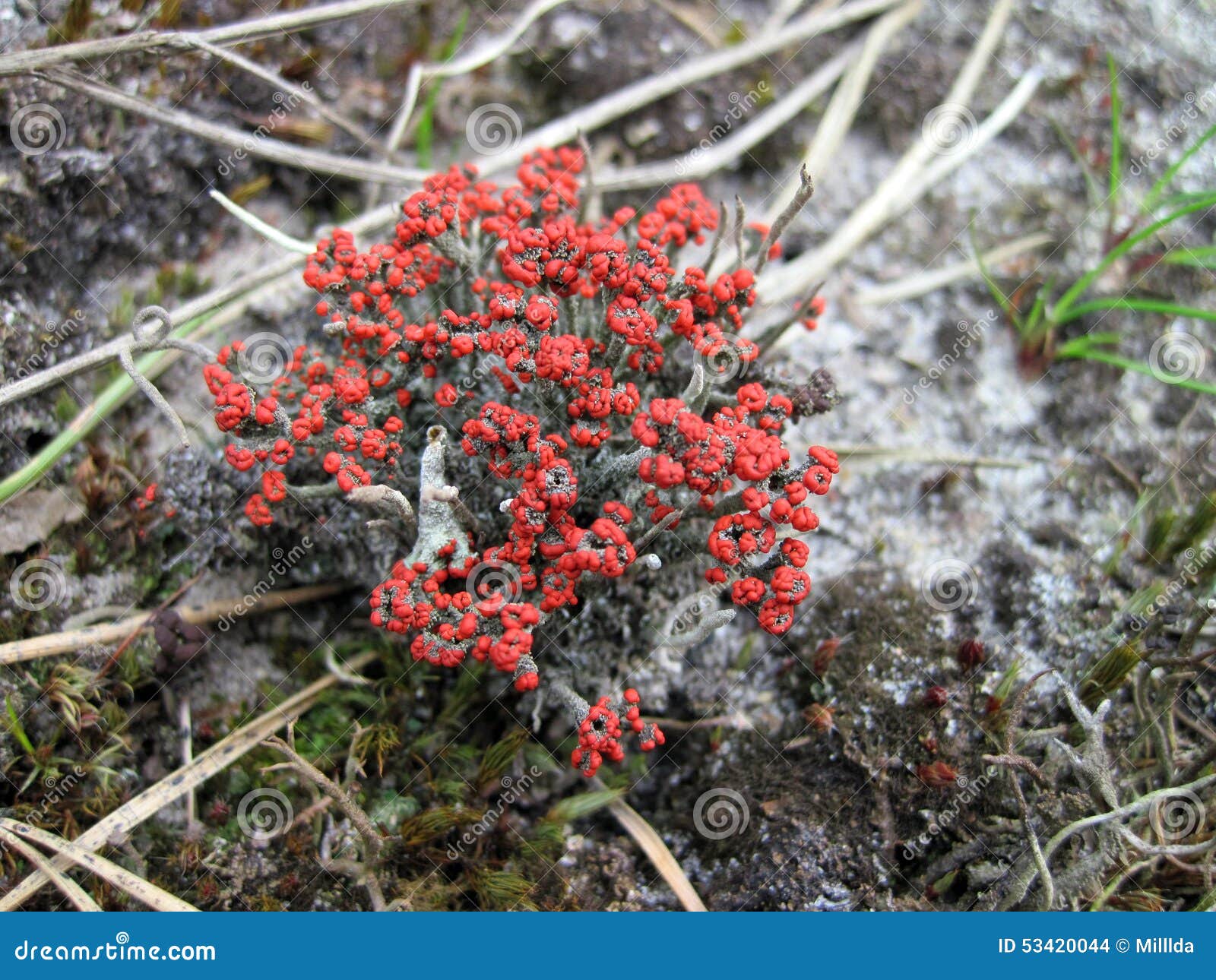 Blooming red moss stock photo. Image of natural, blooming - 53420044