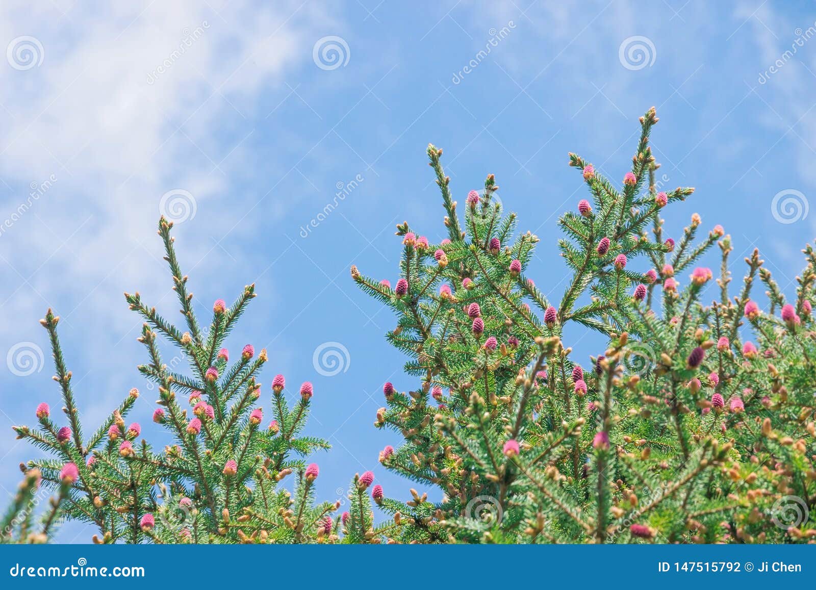 Red Pine Tree Flowers on Branch Stock Photo - Image of herbal, fresh ...