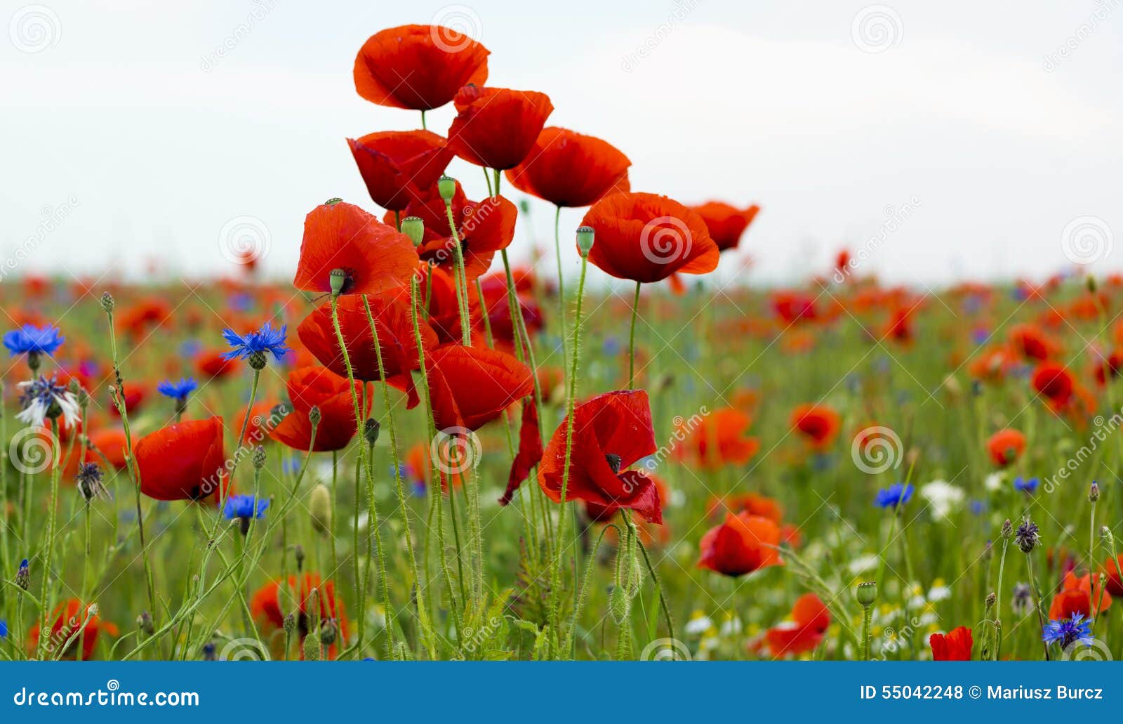 Blooming red poppies stock photo. Image of early, blossom - 55042248