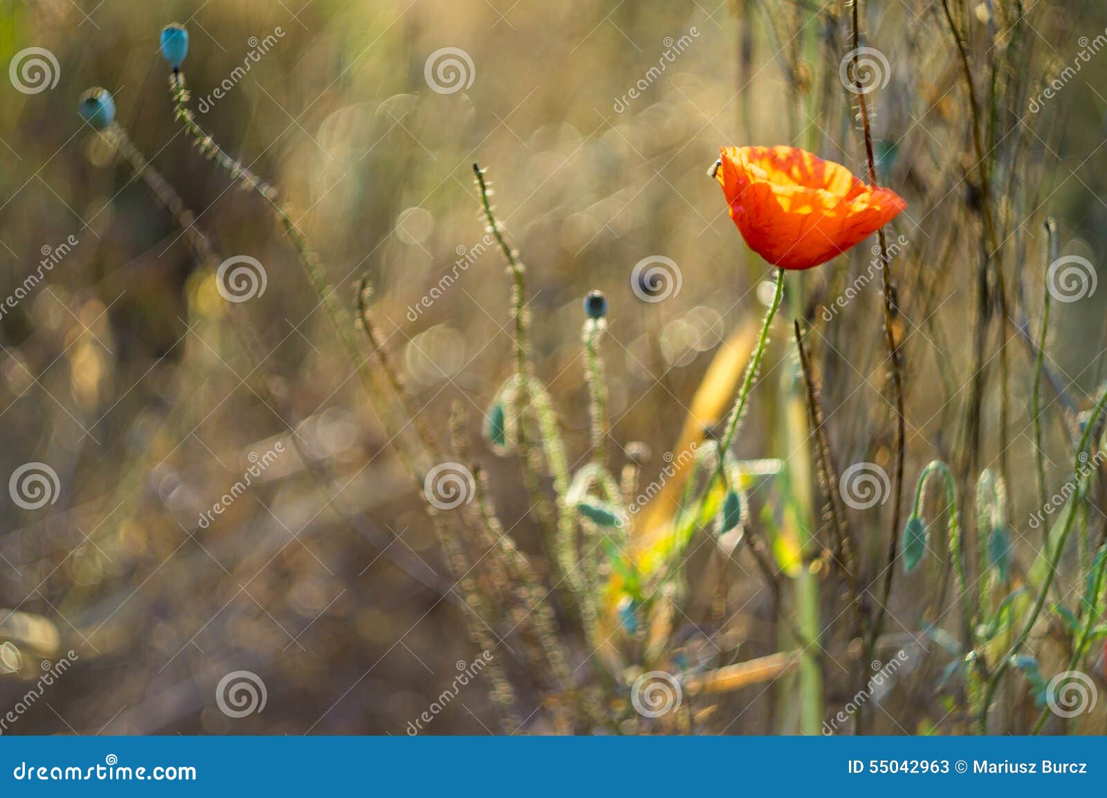 Blooming red poppies stock image. Image of natural, beauty - 55042963