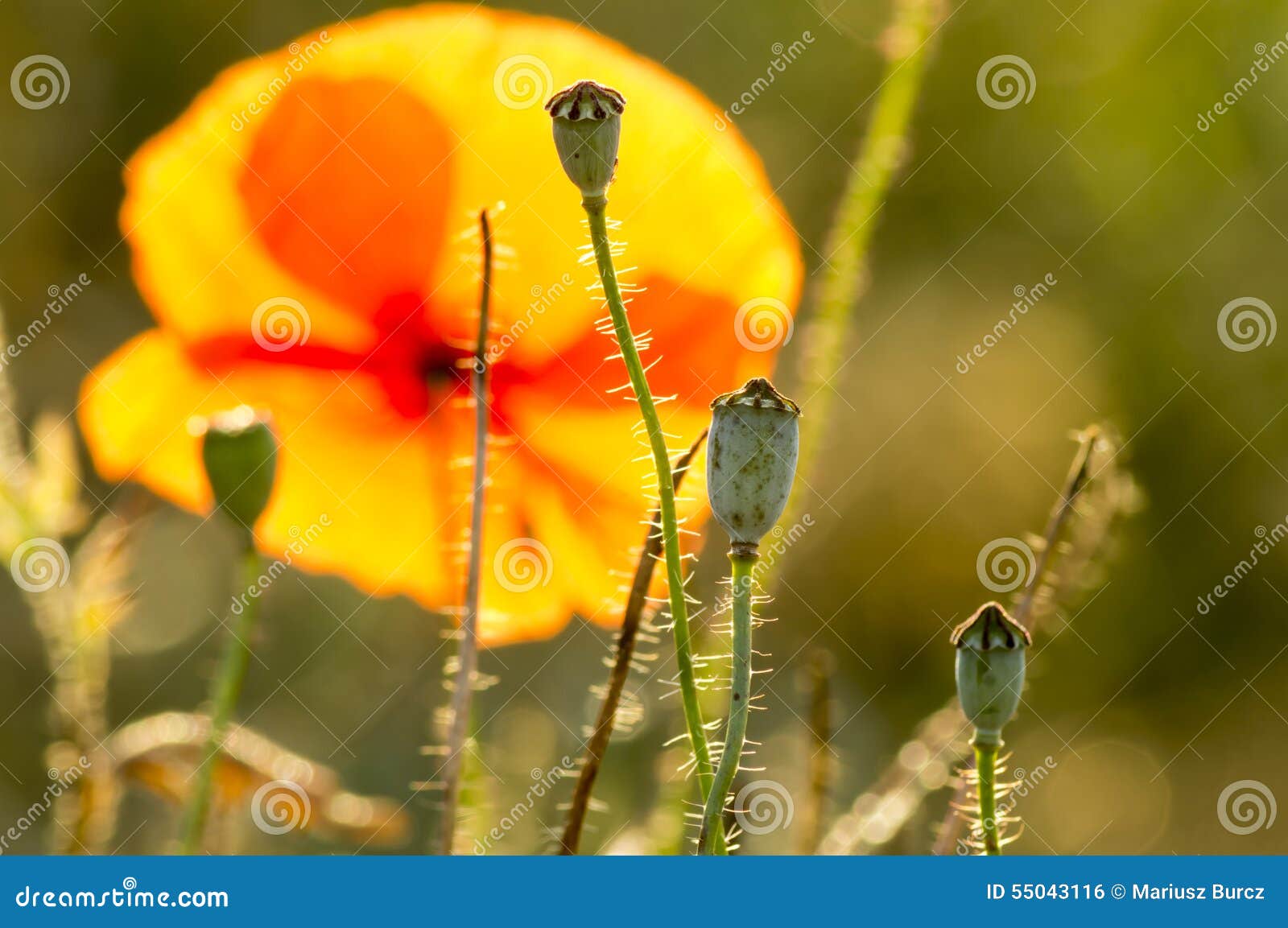 Blooming red poppies stock photo. Image of plant, blossom - 55043116