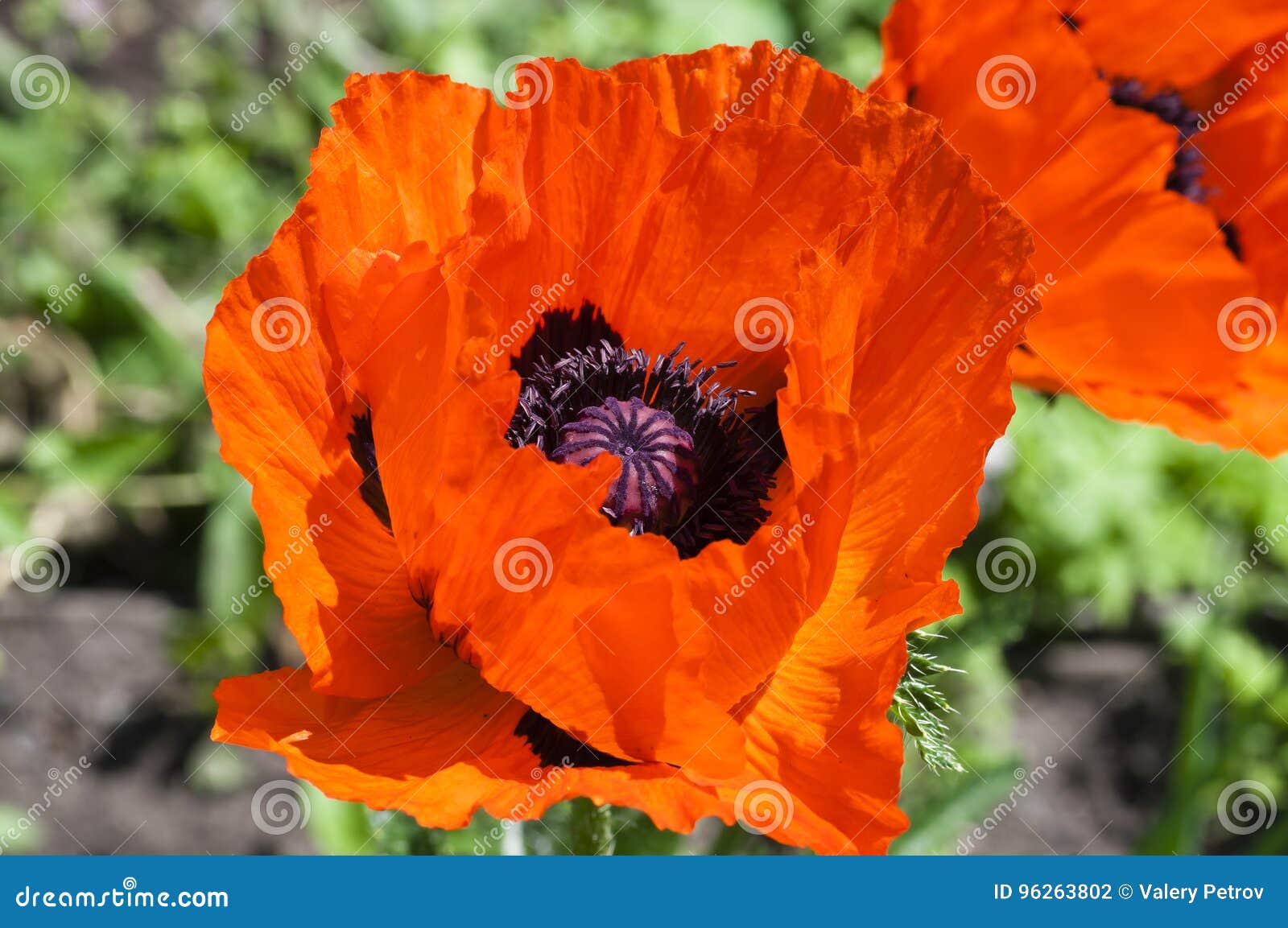 Blooming red poppy macro stock photo. Image of decorative - 96263802