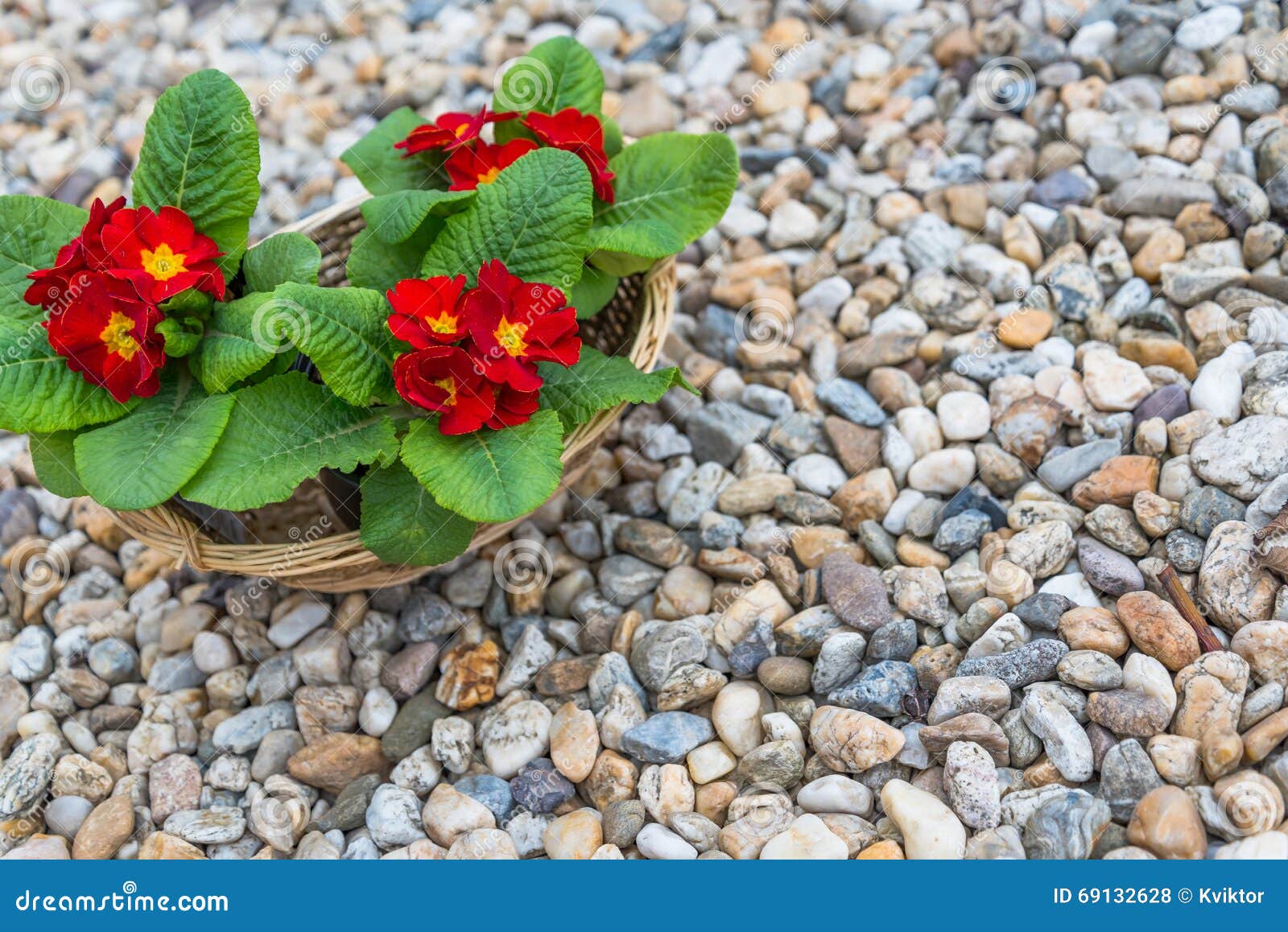 Blooming Red Primulas in the Basket in the Spring Stock Photo - Image ...