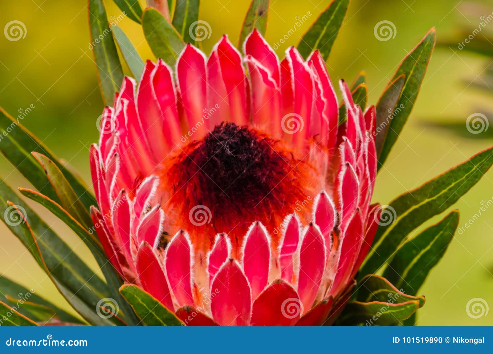 Red Protea stock photo. Image of petals, nature, flower - 101519890