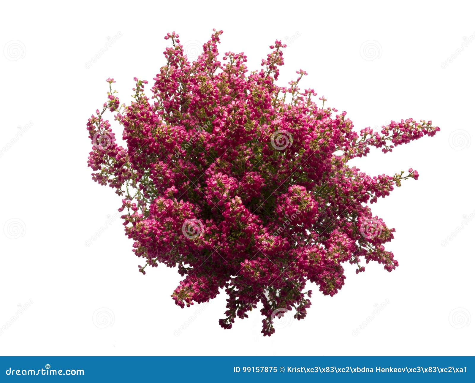 Blooming Purple Heather Top View Isolated on White Background Stock ...