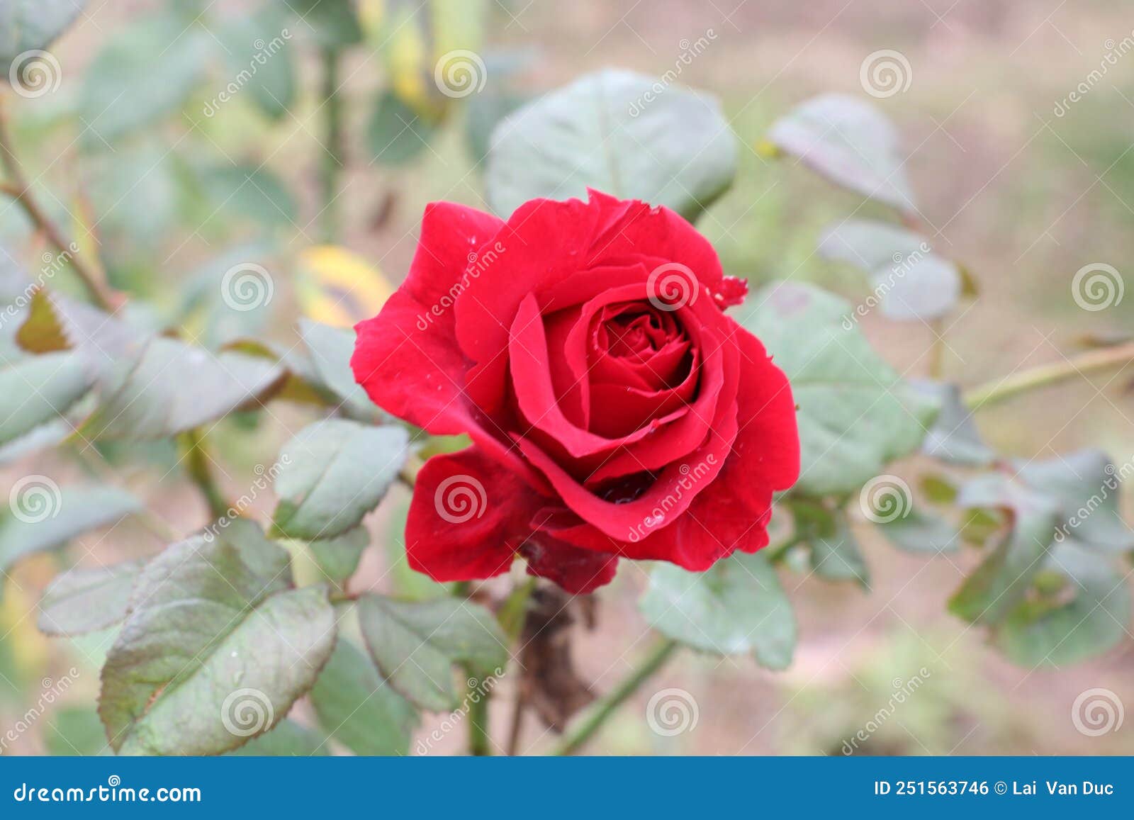 Blooming Red Rose Background Stock Photo - Image of invitation, card ...