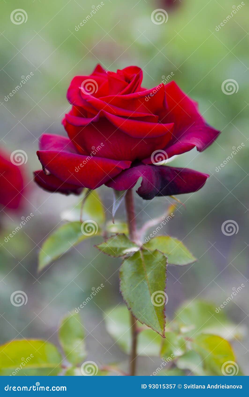 Blooming red rose stock image. Image of macro, summer - 93015357