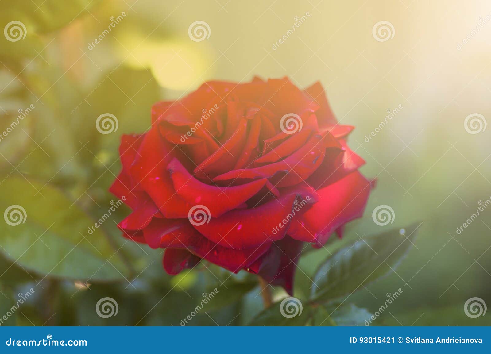 Blooming red rose stock image. Image of field, rose, lawn - 93015421