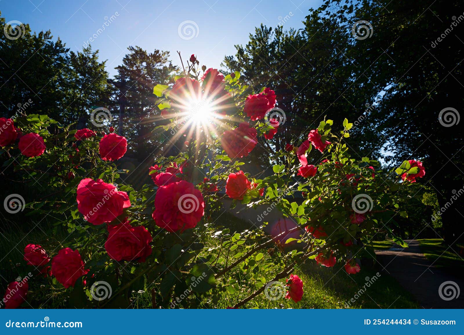Blooming Red Rose Bush with Sunburst, Dark Forest Background Stock ...