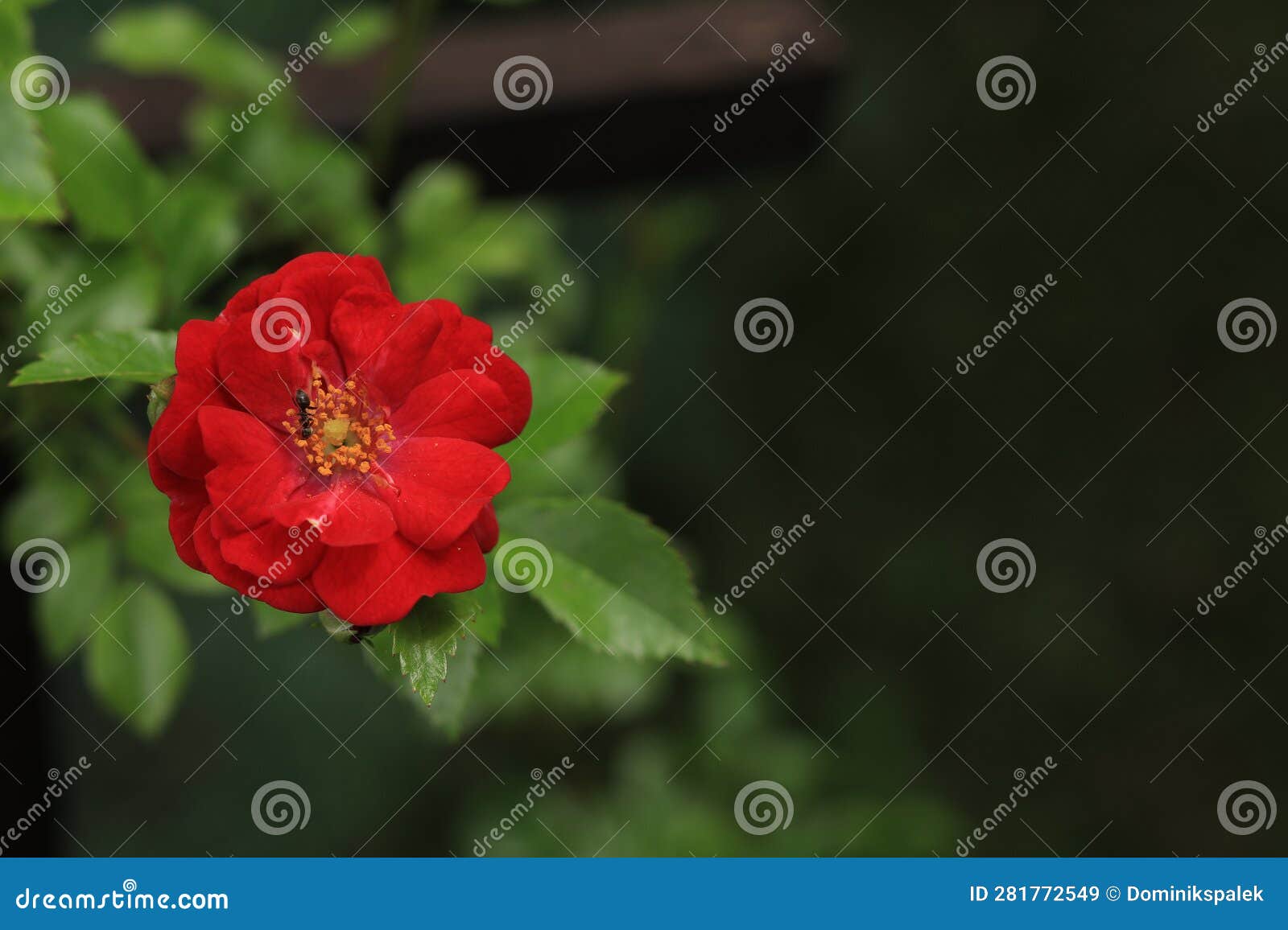 Blooming Red Rose Flower in the Garden Stock Image - Image of flower ...