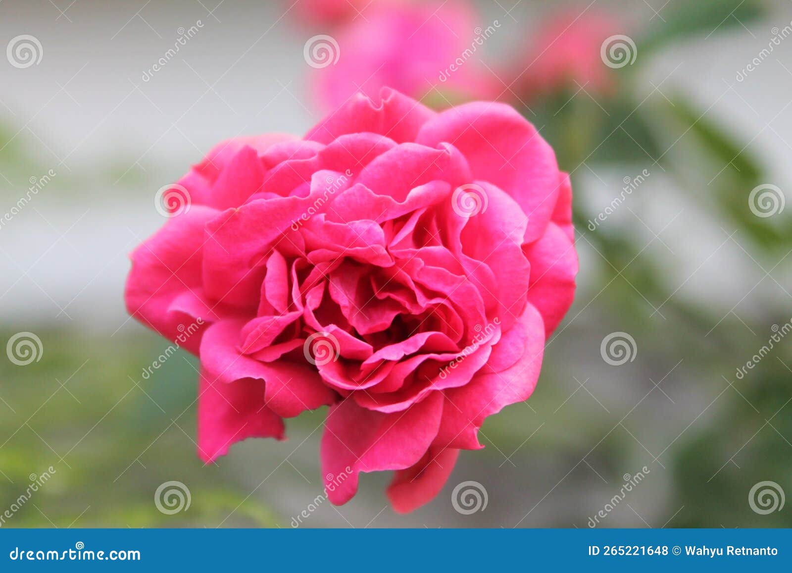 Blooming Red Rose Flower in the Garden Make Beautiful Components in My ...
