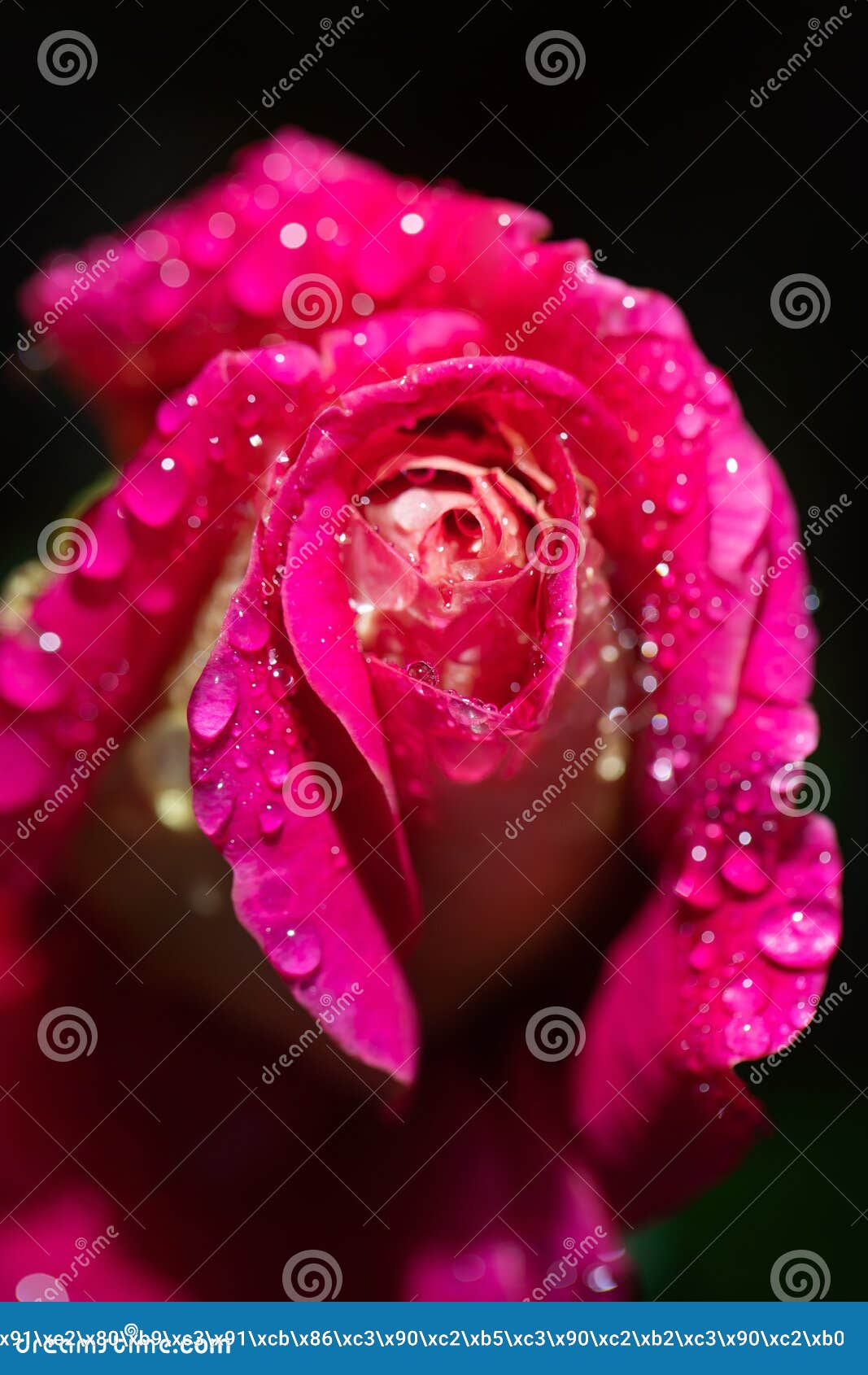A Blooming Red Rose with Green Leaves Stock Image - Image of macro ...
