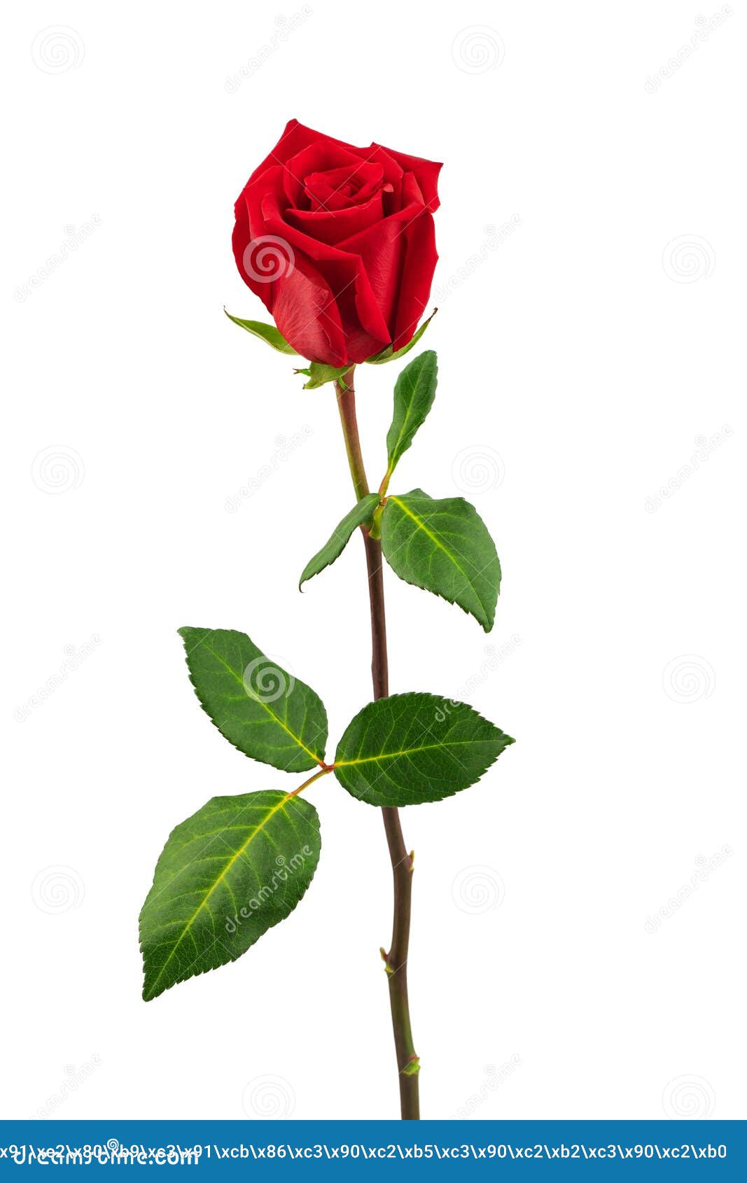 A Blooming Red Rose with Green Leaves, Isolate Stock Image - Image of ...
