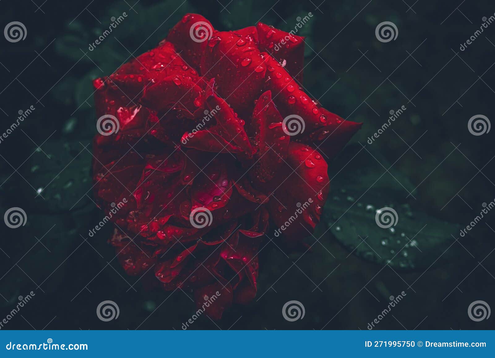 Blooming Red Rose after the Rain Stock Photo - Image of natural, nature ...