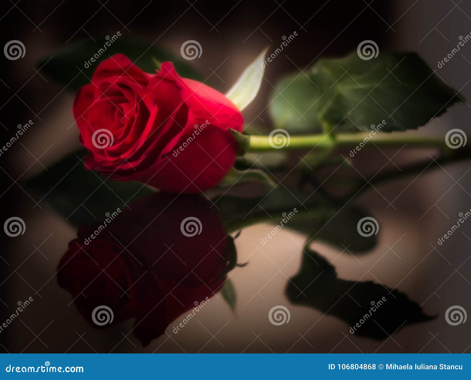 Red Rose with Reflection on a Darky Background Stock Photo - Image of ...