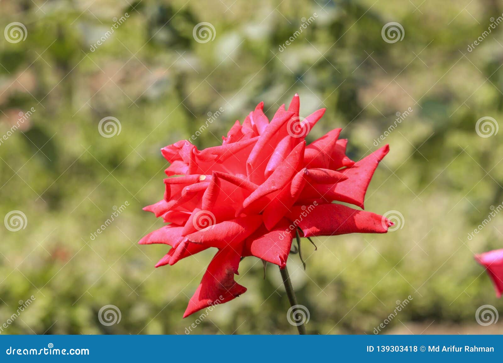 A Blooming Red Rose stock photo. Image of floral, birthday - 139303418