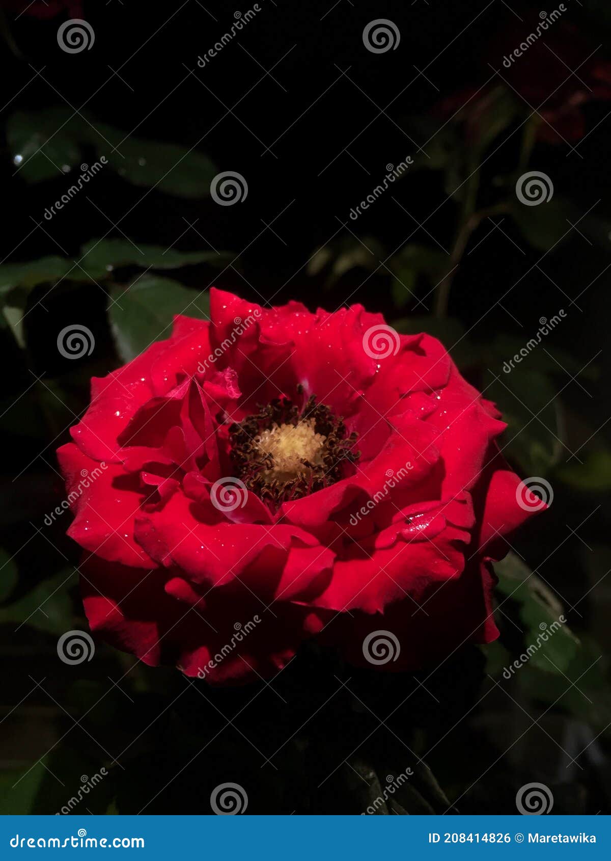 Rose night stock photo. Image of rose, blooming, night - 208414826