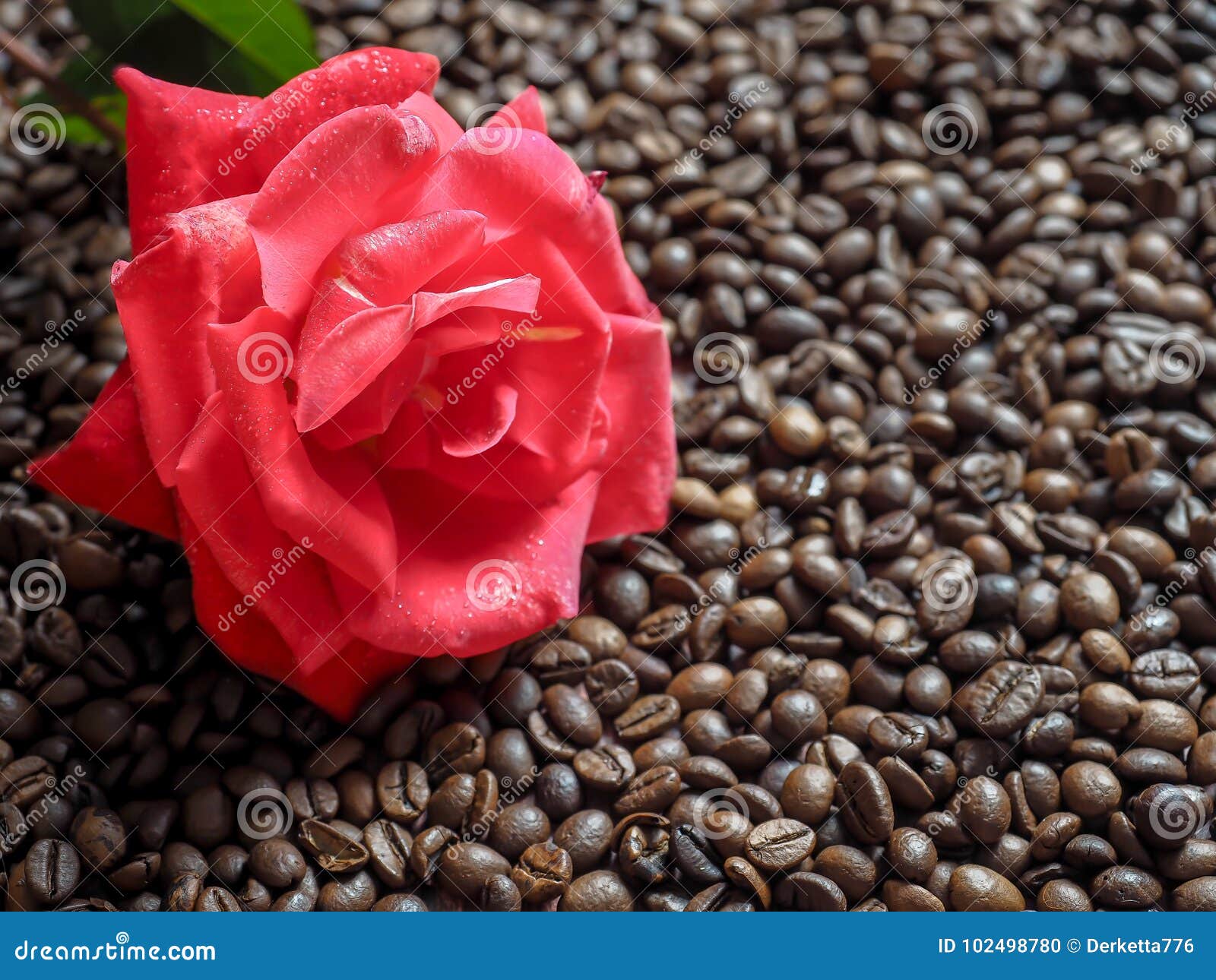 Blooming Red Rose on the Surface of Coffee Bean Stock Photo - Image of ...