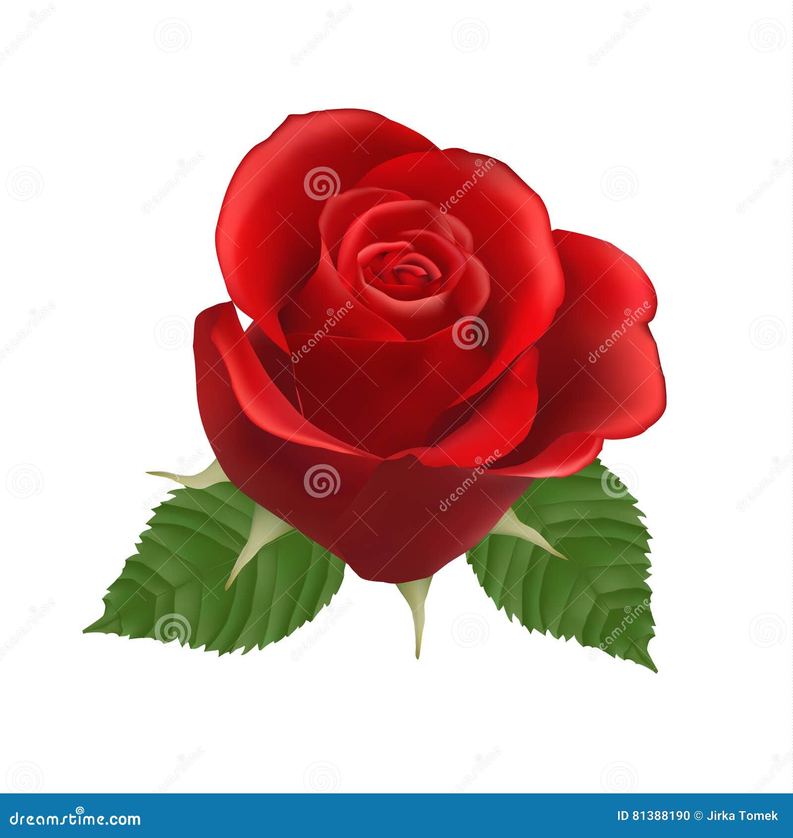 Blooming red Rose. Vector stock vector. Illustration of floral - 81388190