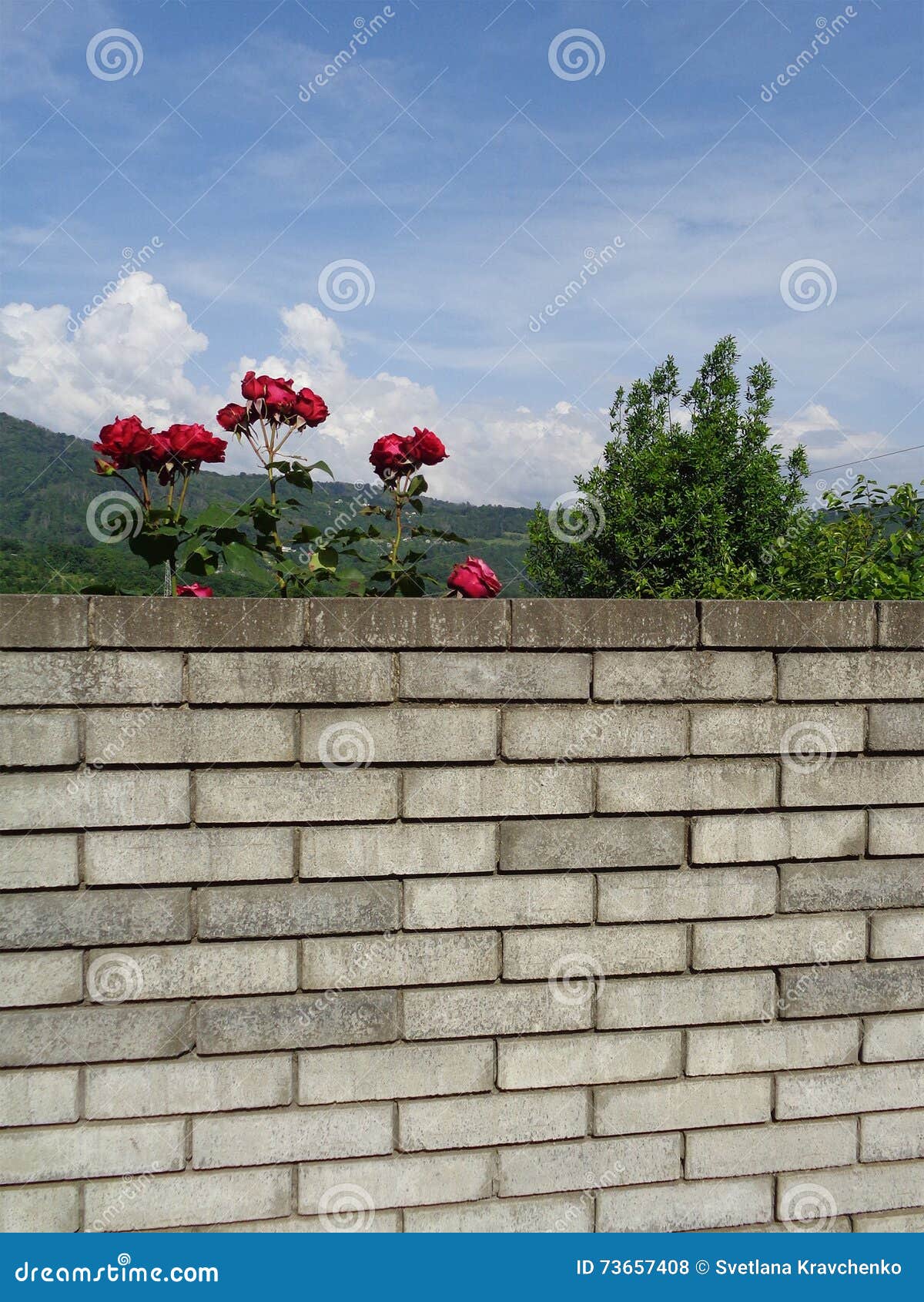 Blooming Red Roses and Green Tree Behind Brick Wall Stock Photo - Image ...