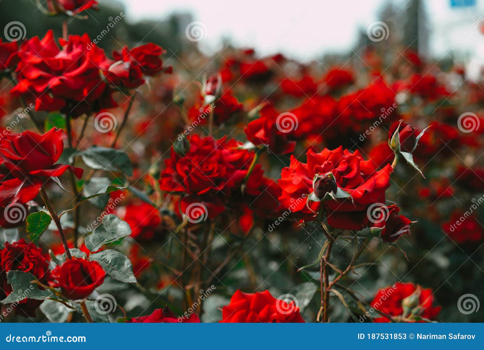 Blooming Red Roses Growing in the Ground Stock Image - Image of plant ...