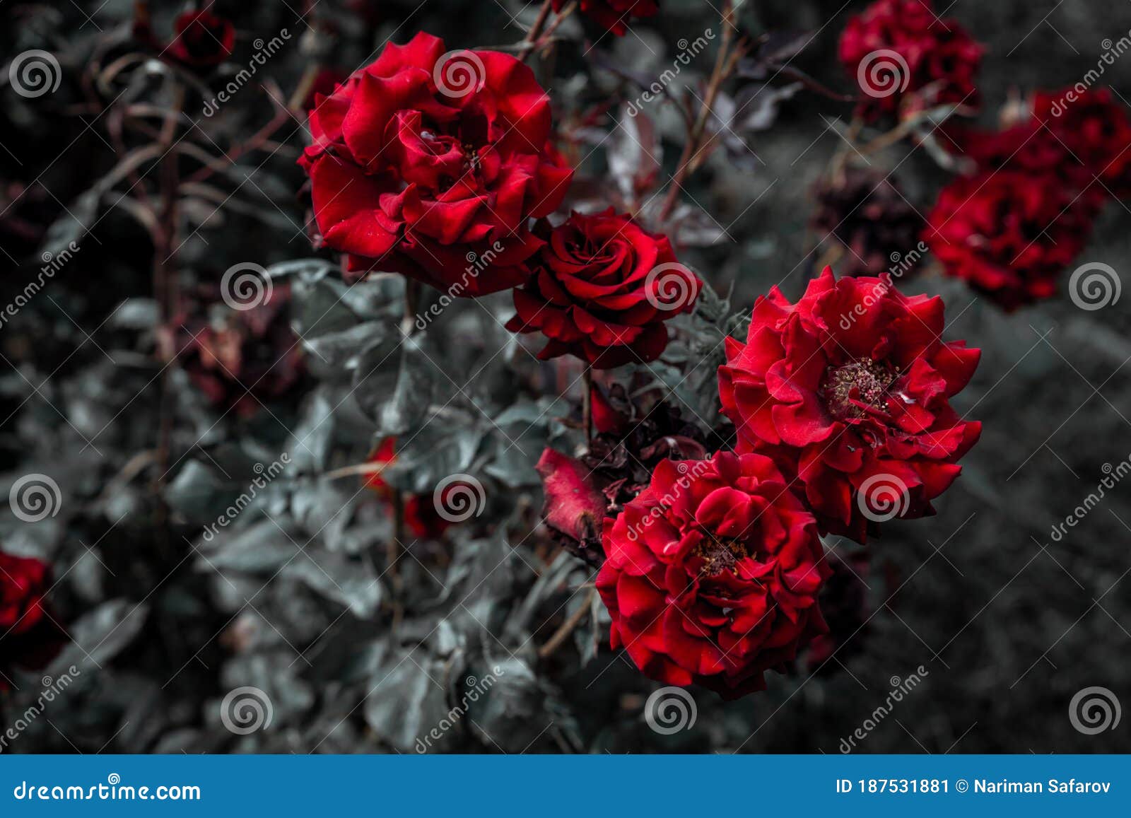 Blooming Red Roses Growing in the Ground Stock Image - Image of closeup ...