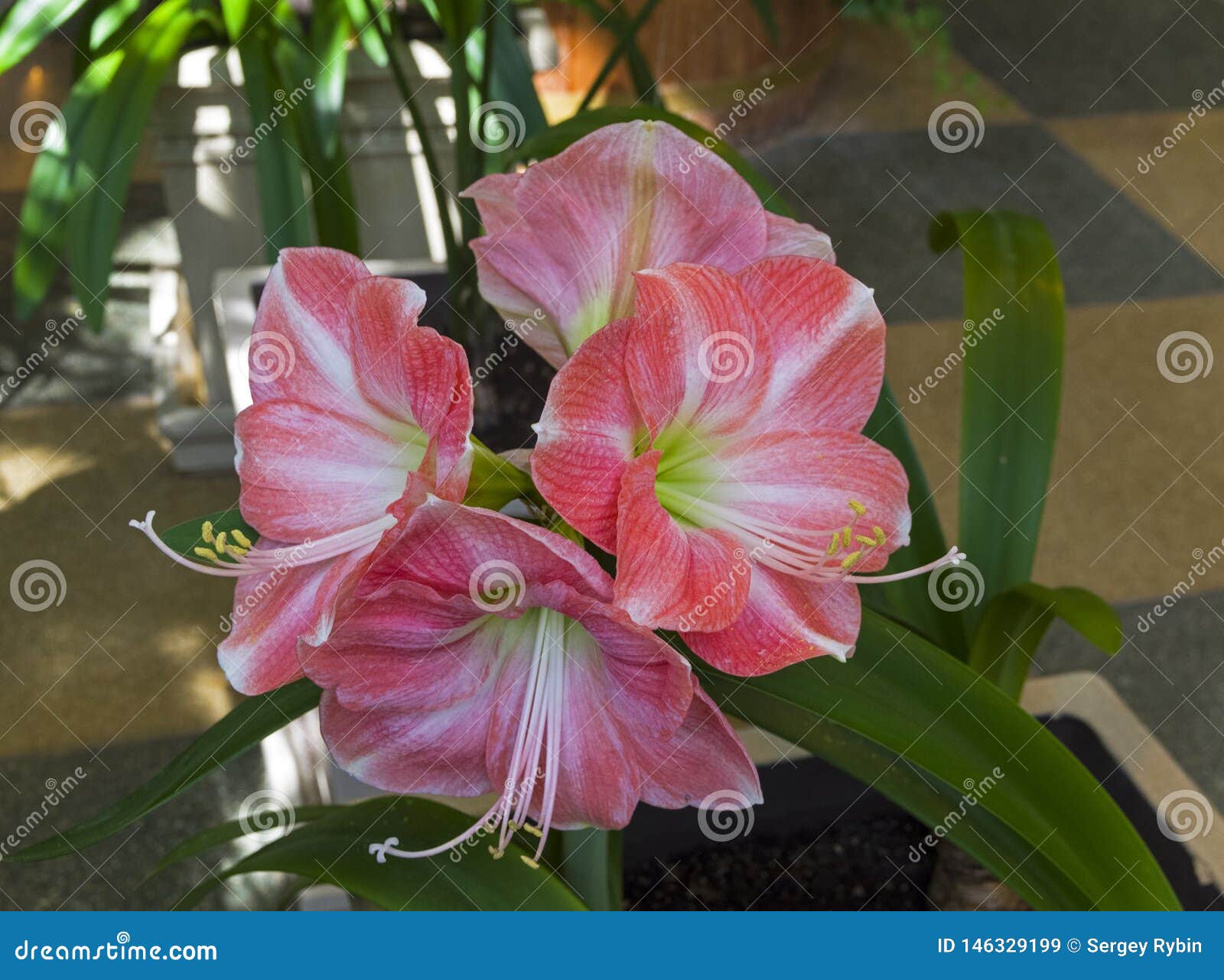 Blooming Red and White Hippeastrum Stock Image - Image of flower ...