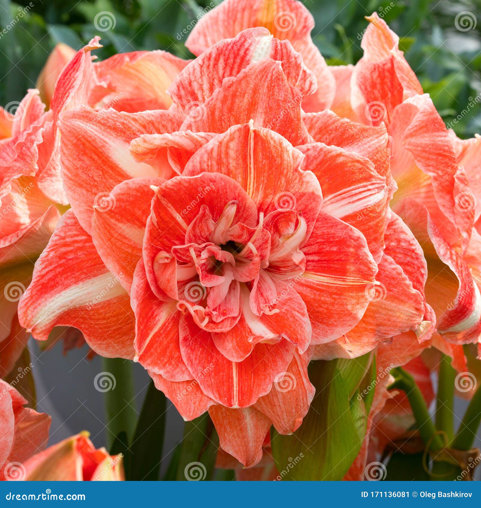 Blooming Red and White Hippeastrum Hippeastrum Hybridum Stock Image ...