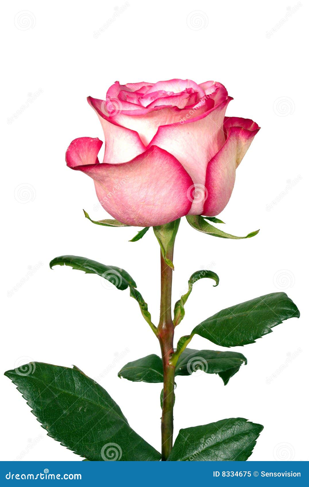 Blooming Red and White Rose Flower Stock Image - Image of flower, macro ...