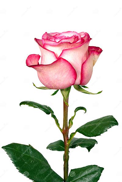 Blooming Red and White Rose Flower Stock Image - Image of flower, macro ...