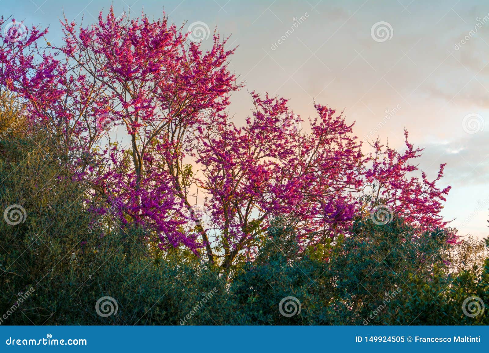 Blooming Redbud Tree at Sunset Stock Image - Image of bloom, judastree ...