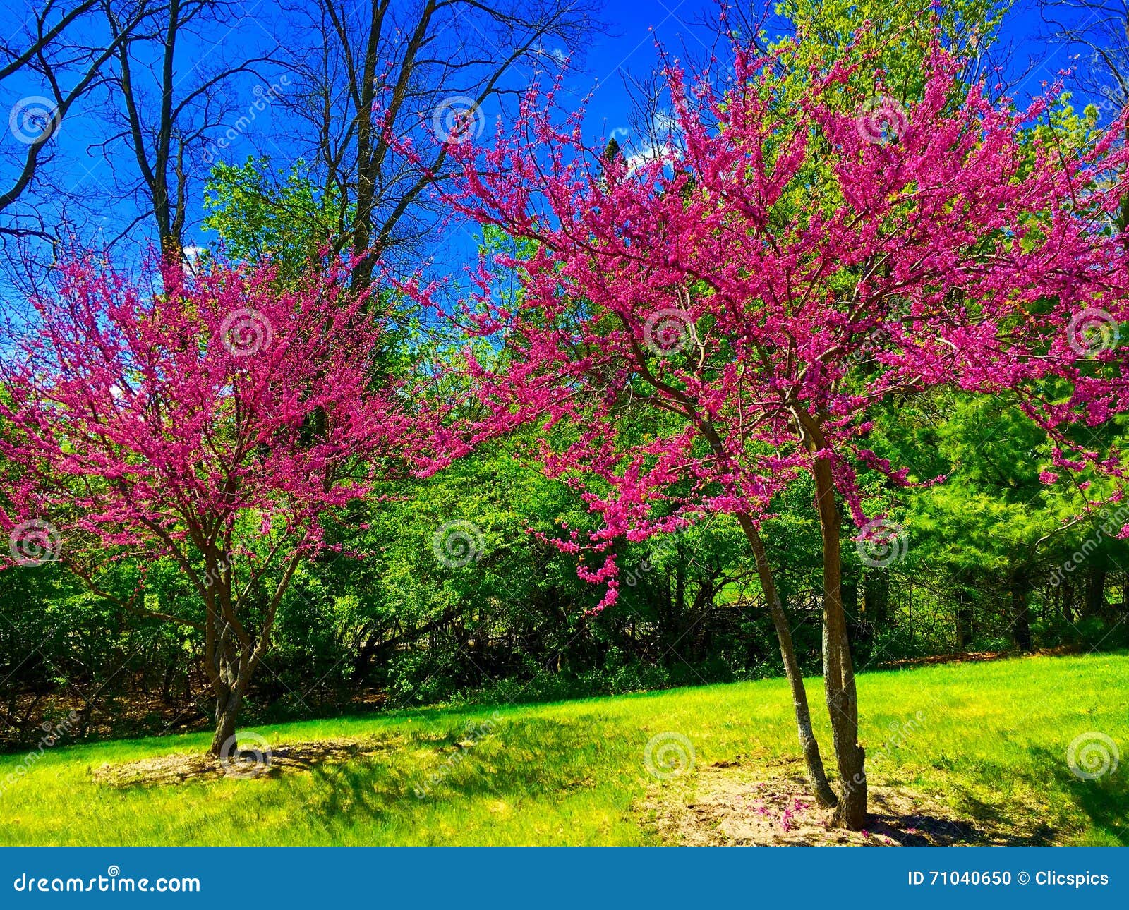 Blooming Redbuds stock photo. Image of flowers, pink - 71040650