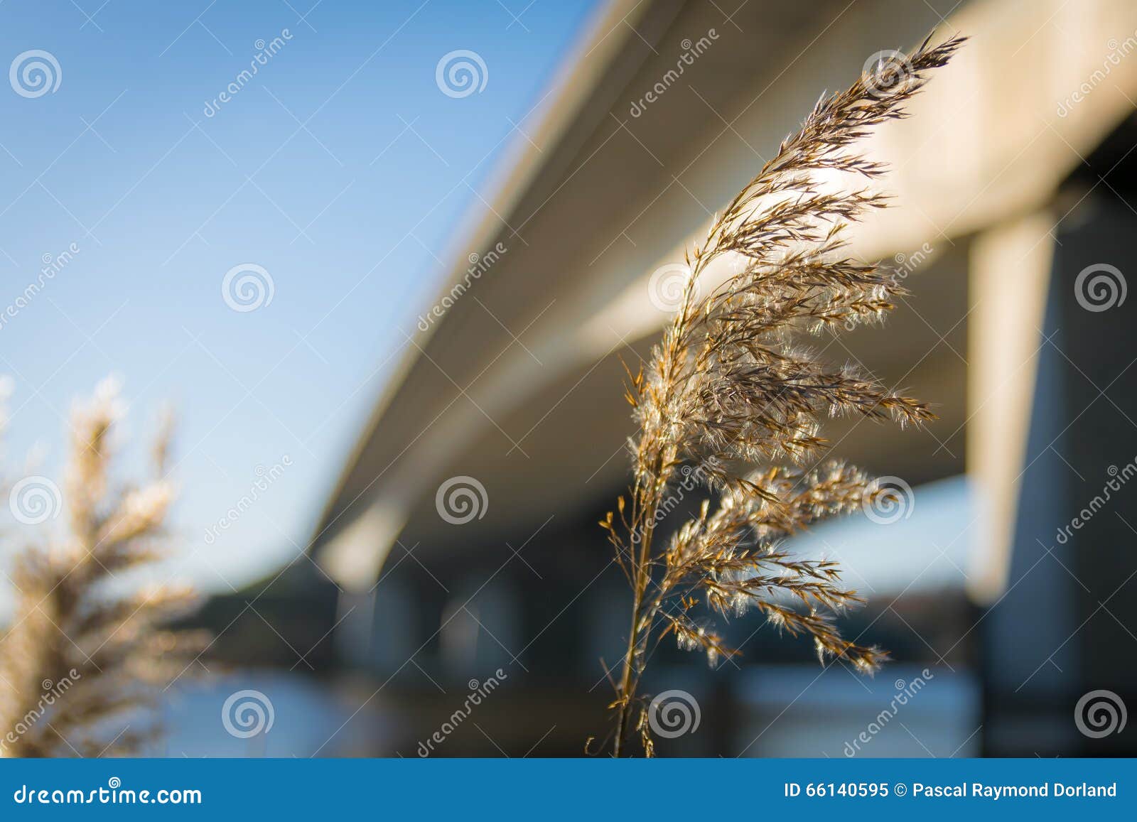 Blooming Reed Front Concrete Bridge Photos - Free & Royalty-Free Stock ...