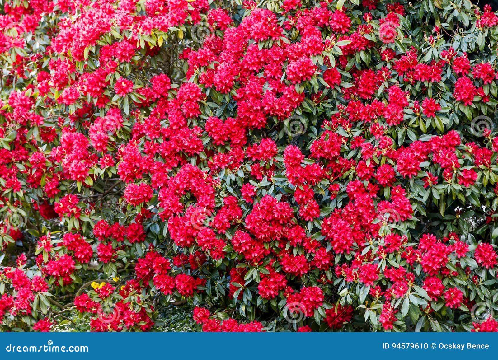 Blooming Rhododendron bush stock photo. Image of nature - 94579610