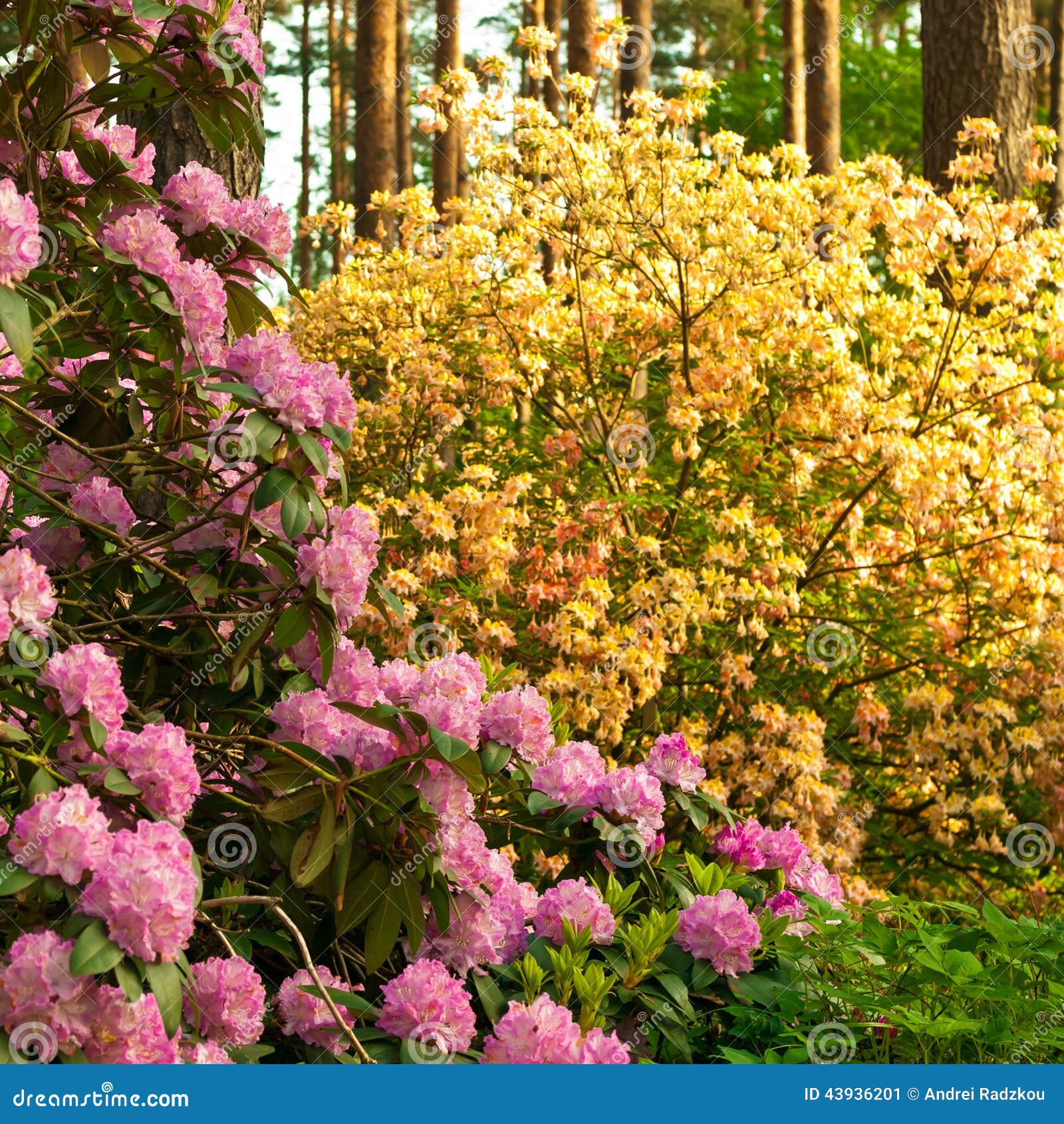 Blooming rhododendrons stock image. Image of spring, orange - 43936201