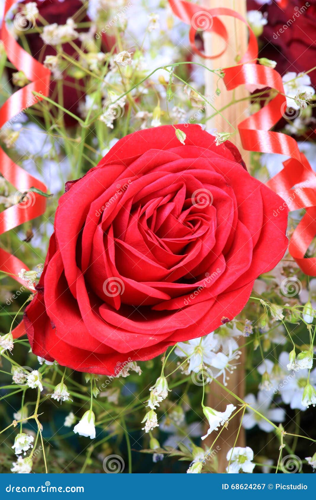 Blooming rose stock image. Image of natural, rose, blooming - 68624267