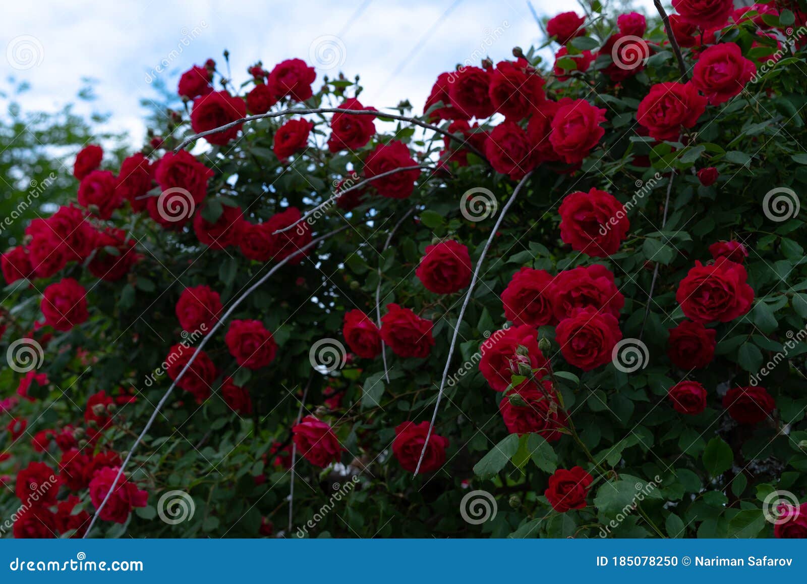 Blooming Rose Bush on a Background of Leaves Stock Photo - Image of ...